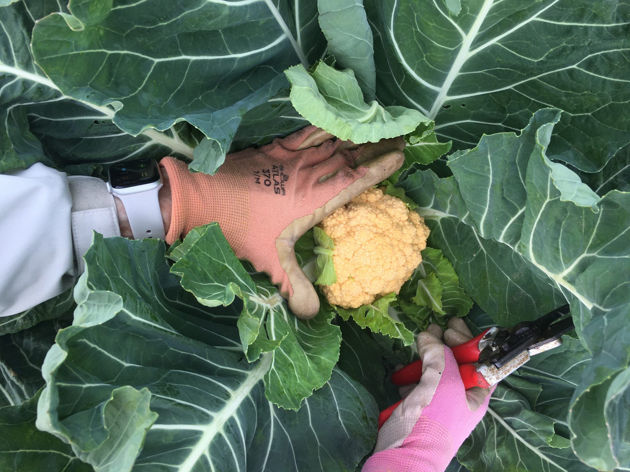 Community Food Rescue| Lessons Learned from COVID to Build a Better ...